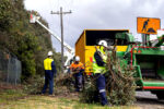 Active Tree Services | Safe and Green